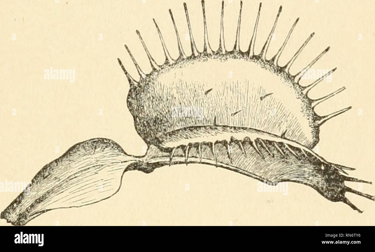. Animal behaviour. Animals behavior. THE BEHAVIOUR OF PLANTS 27 ...