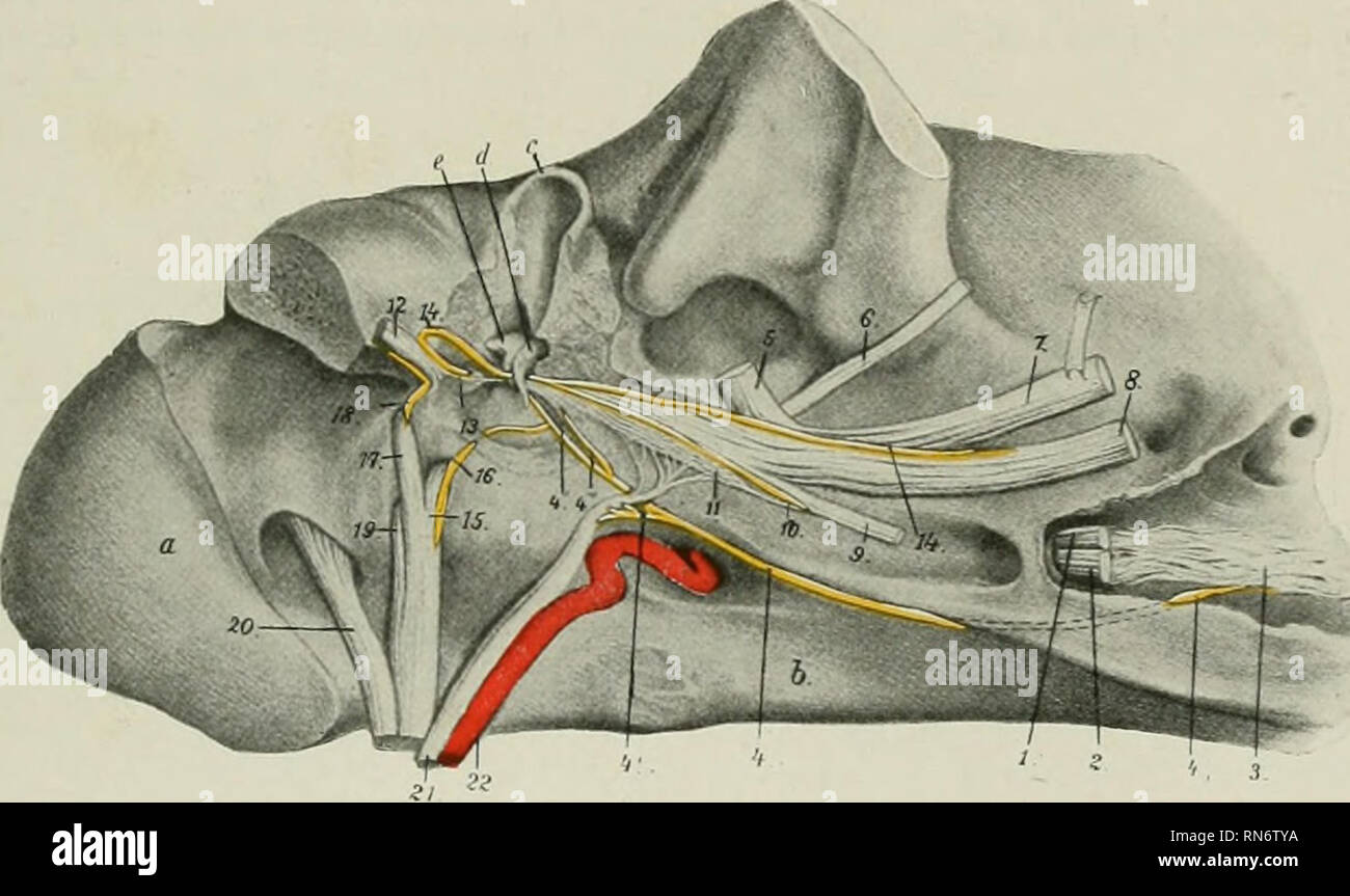 Masseter deep muscle hi-res stock photography and images - Alamy