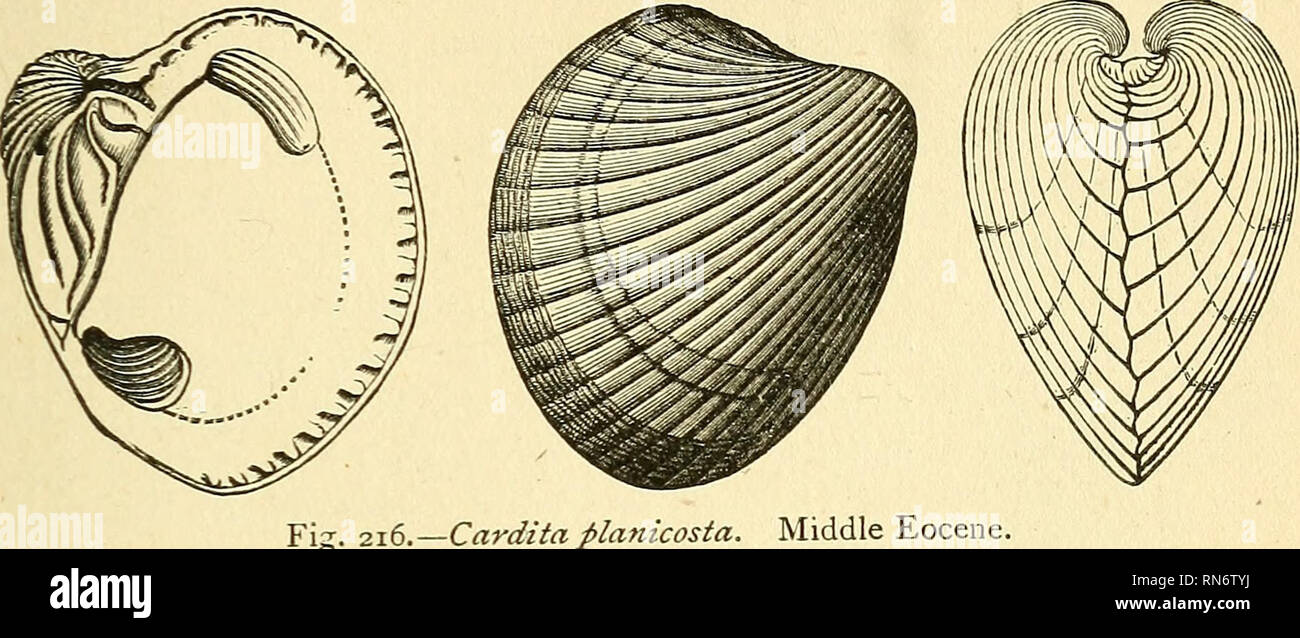 . The ancient life-history of the earth; a comprehensive outline of the ...