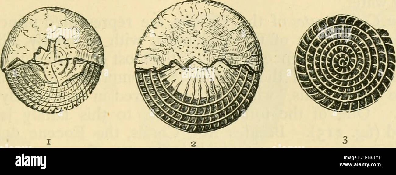 . The ancient life-history of the earth; a comprehensive outline of the ...