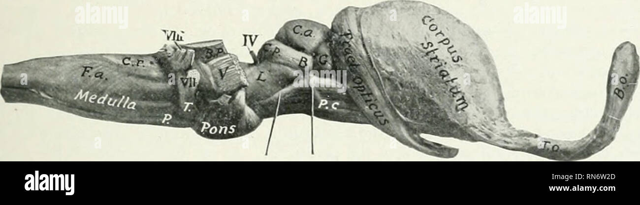 . The anatomy of the domestic animals. Veterinary anatomy. TIIE FOURTH ...
