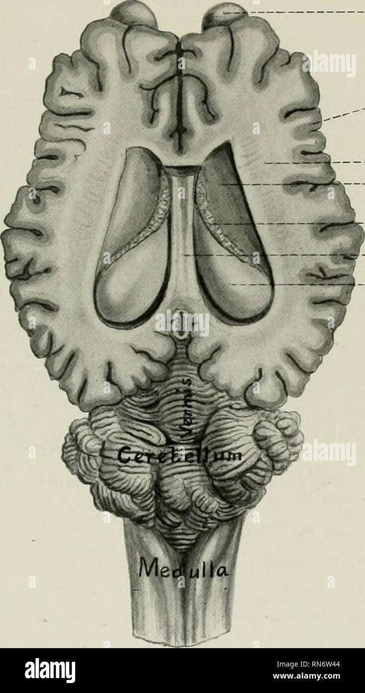 . The anatomy of the domestic animals. Veterinary anatomy. THE CEREBRAL ...