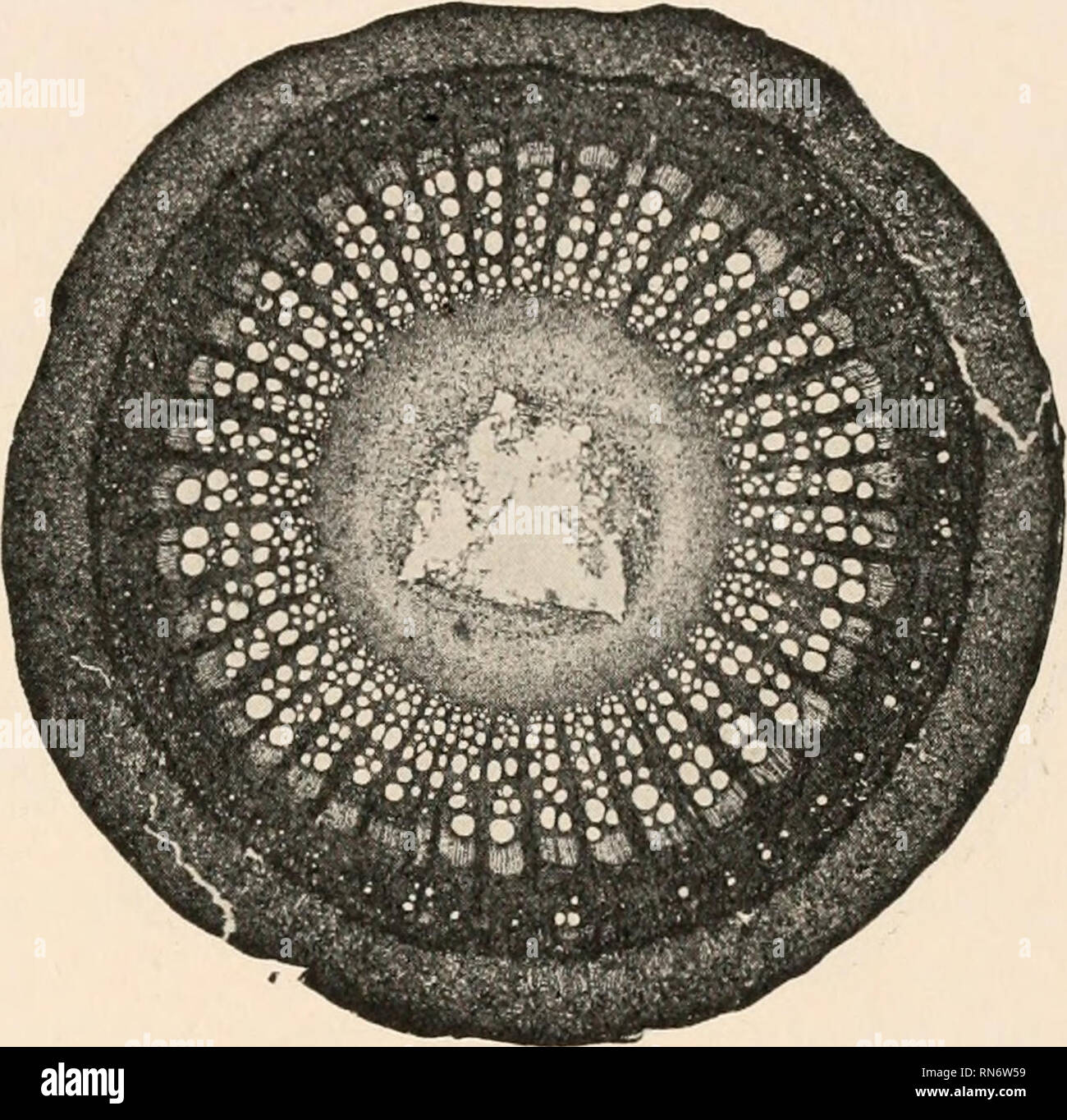 . The anatomy of woody plants. Botany -- Anatomy. GNETALES 363 and the ...