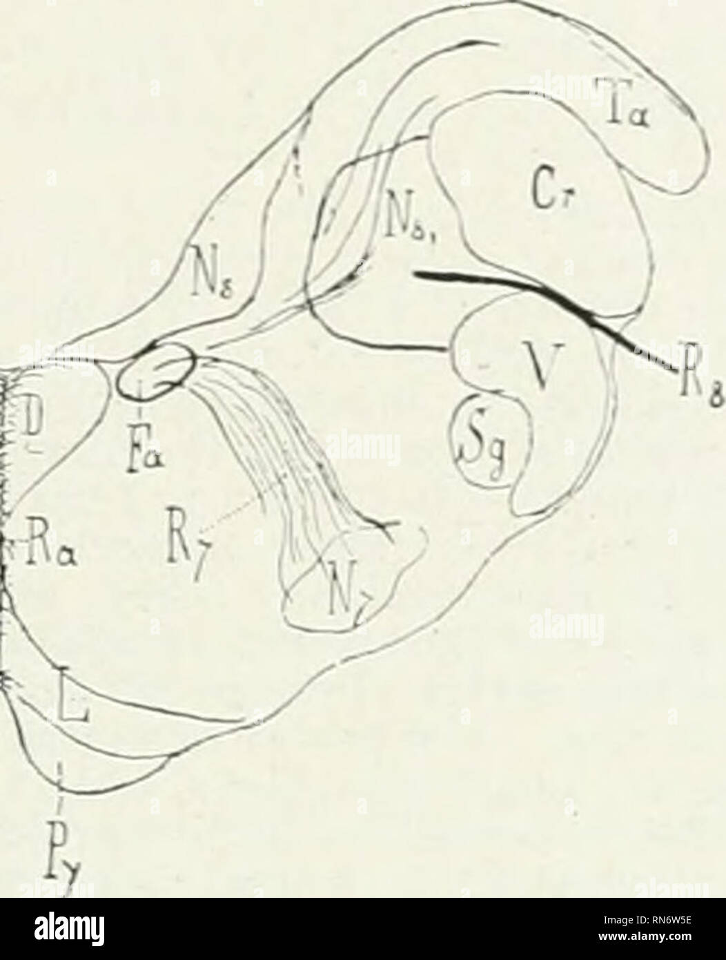 Facial nerve nucleus hi-res stock photography and images - Alamy