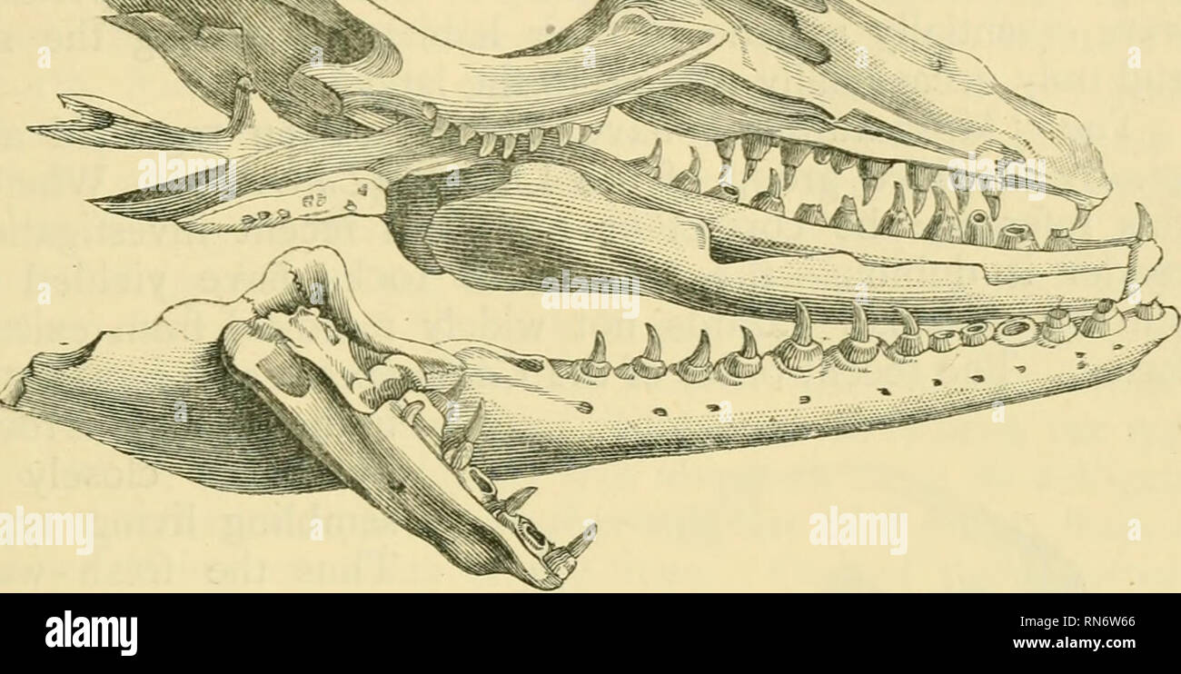 Small mosasaurus skull hi-res stock photography and images - Alamy