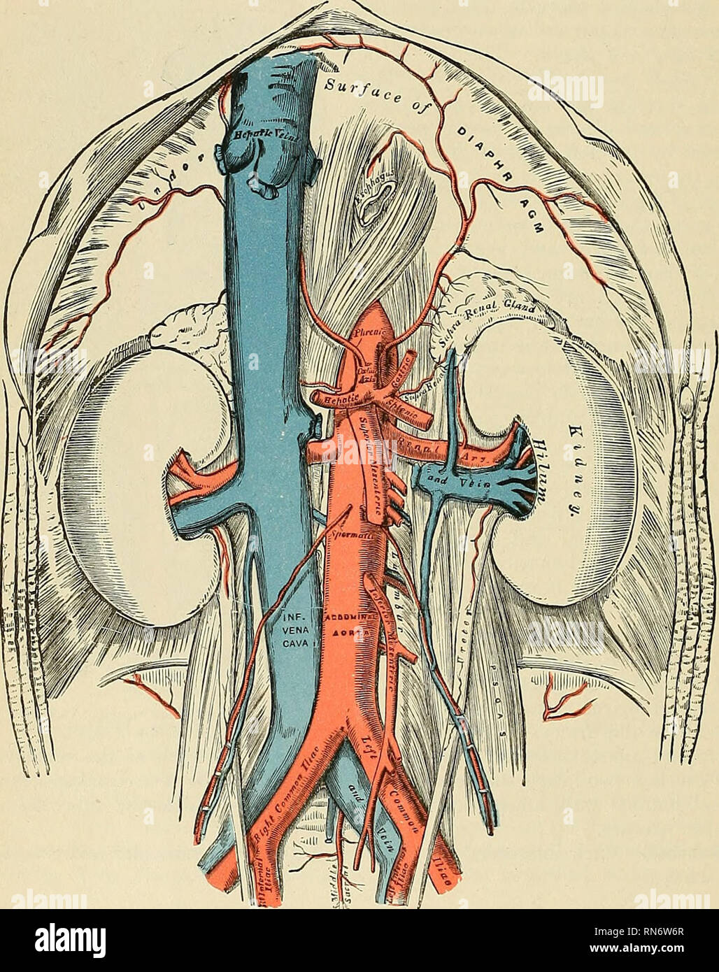 . Anatomy, descriptive and applied. Anatomy. 656 THE VASCULAR SYSTEMS ...
