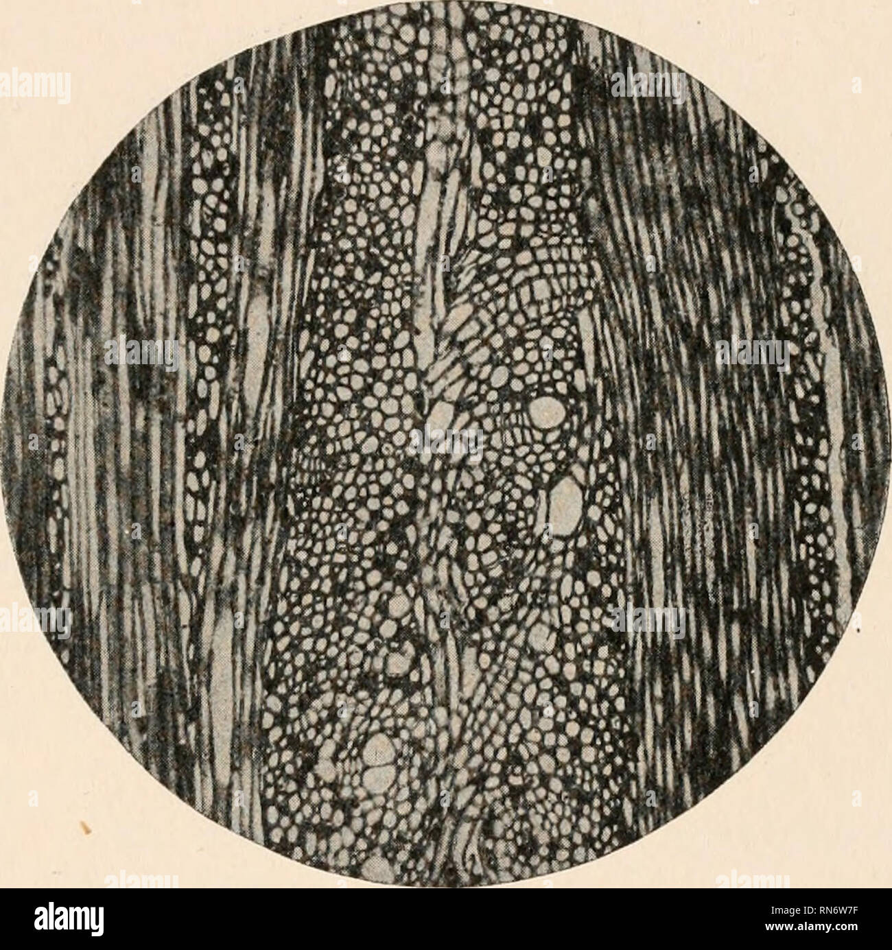 . The anatomy of woody plants. Botany -- Anatomy. GNETALES it were, of ...