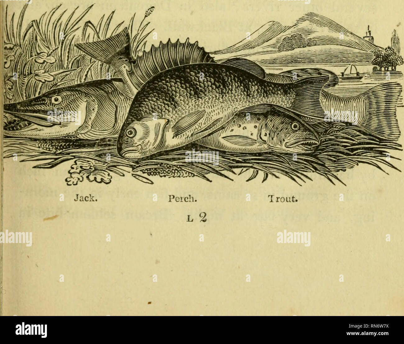 . The angler's guide; being a new, plain, and complete practical ...