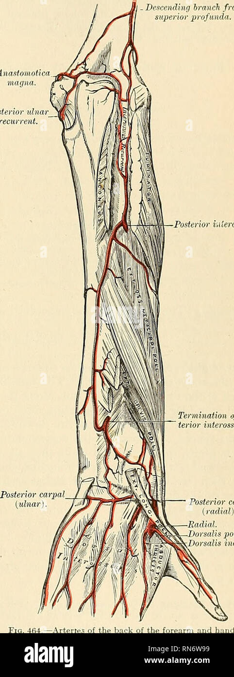 Interosseous recurrent artery hi-res stock photography and images - Alamy