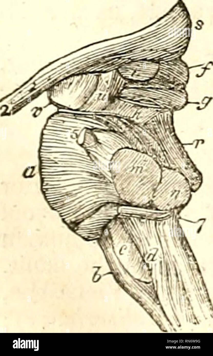. The anatomy of the human body. Human anatomy; Anatomy. olivary body ...