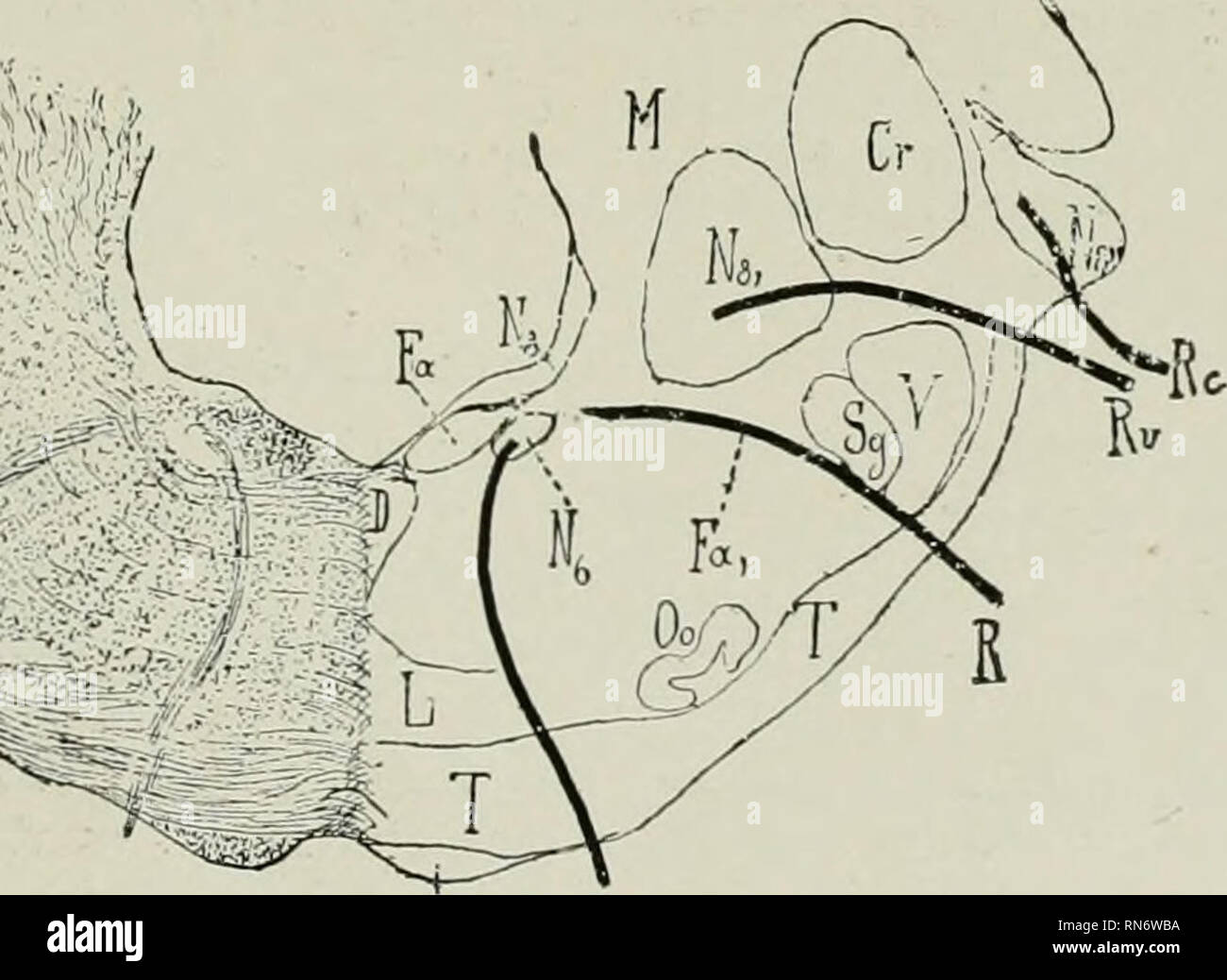 . The anatomy of the domestic animals. Veterinary anatomy. Fig. 633 ...