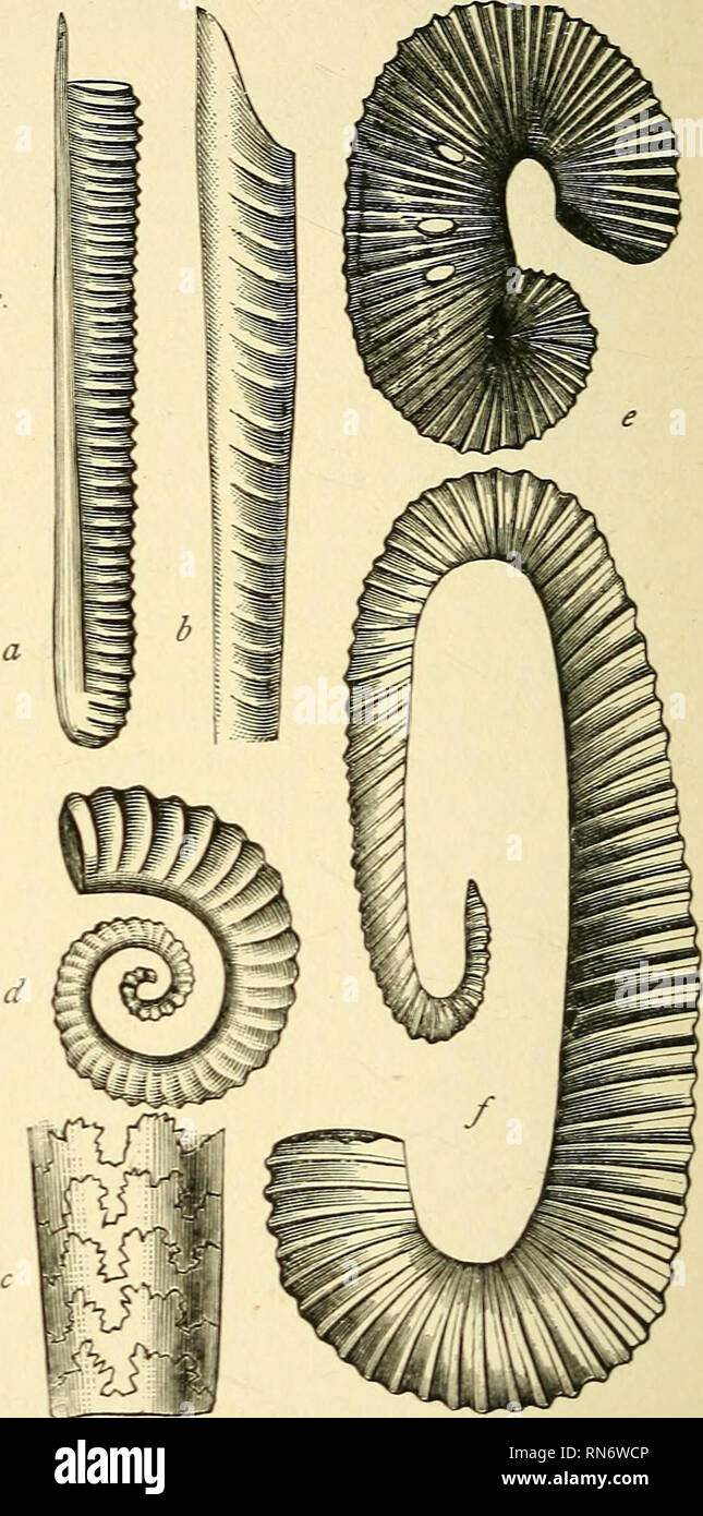 . The ancient life-history of the earth; a comprehensive outline of the ...