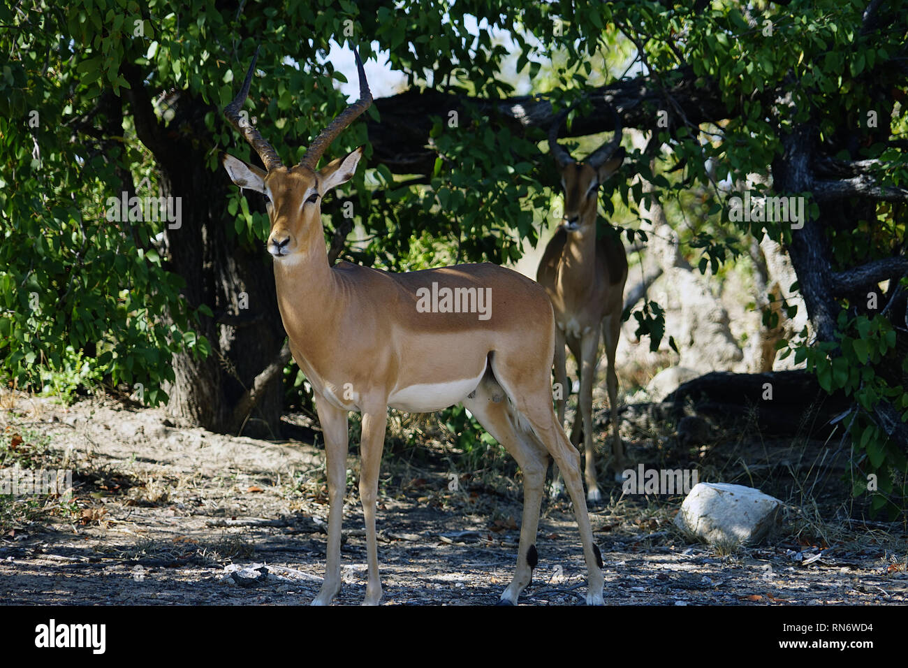 Gazelle in the wilderness of Africa alone Stock Photo - Alamy