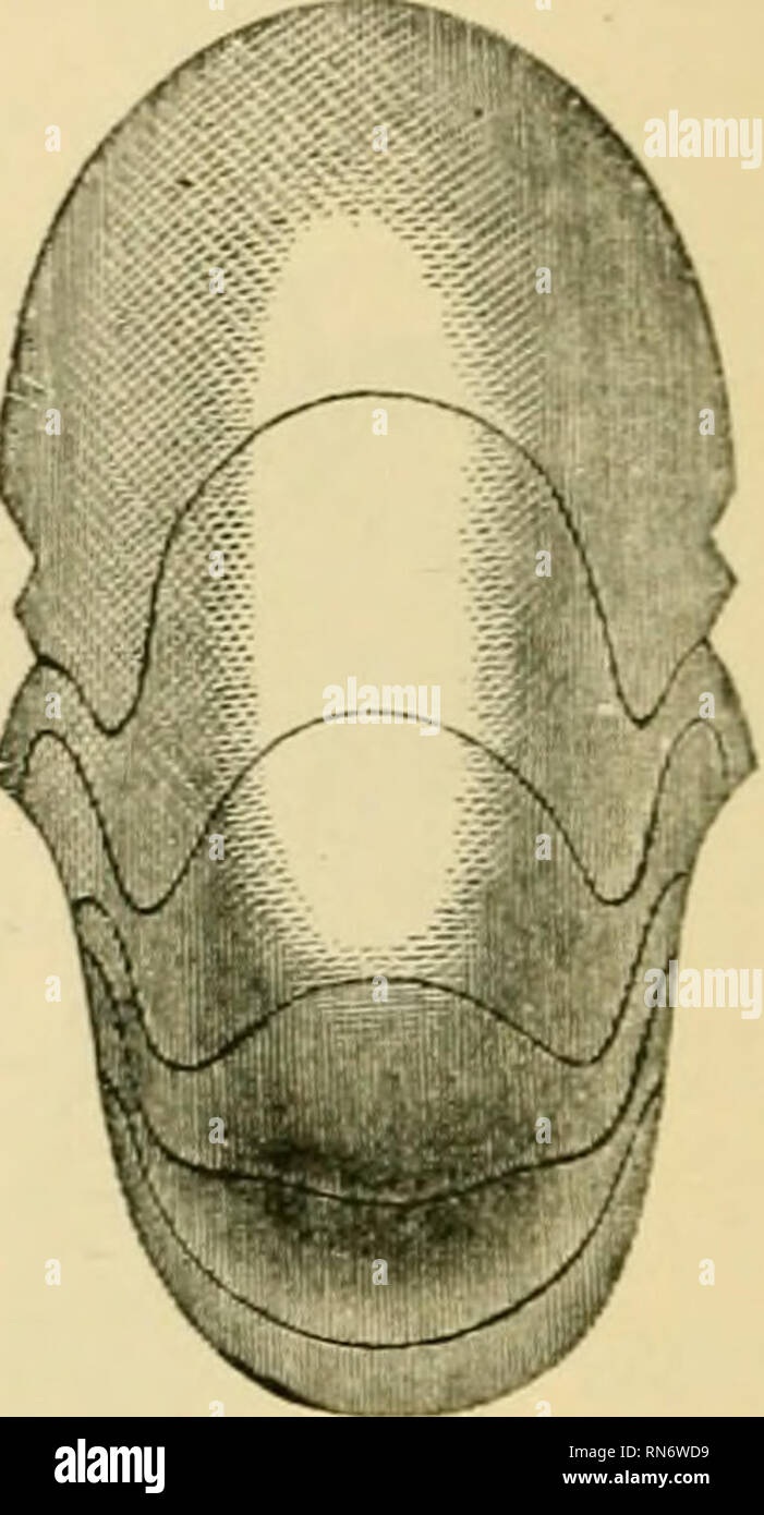 Danicus hi-res stock photography and images - Alamy