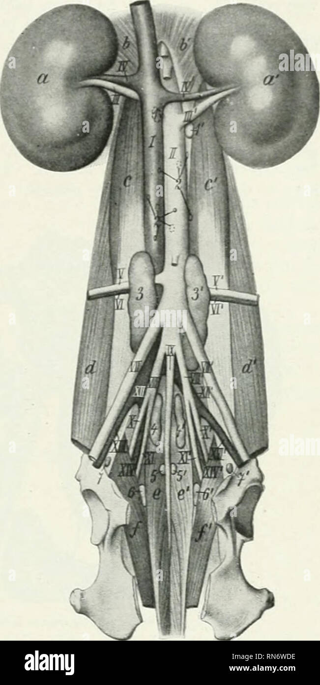 Dog lymphatic system hi-res stock photography and images - Alamy