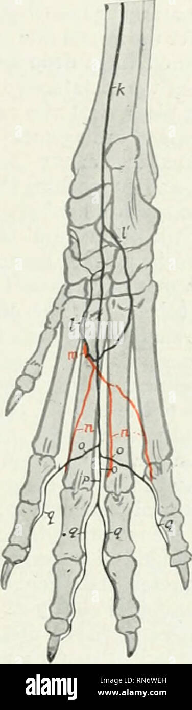 . The anatomy of the domestic animals. Veterinary anatomy. Fig. 622 ...