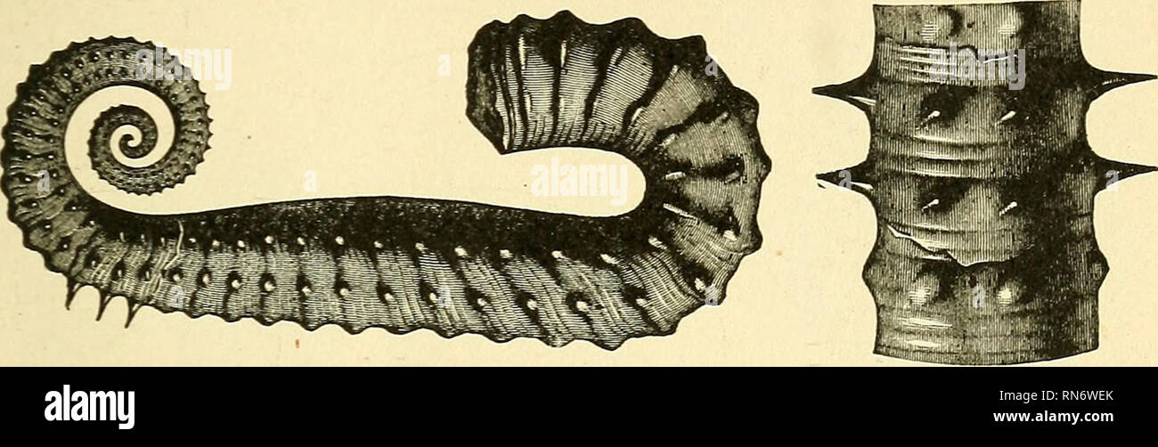 . The ancient life-history of the earth; a comprehensive outline of the ...