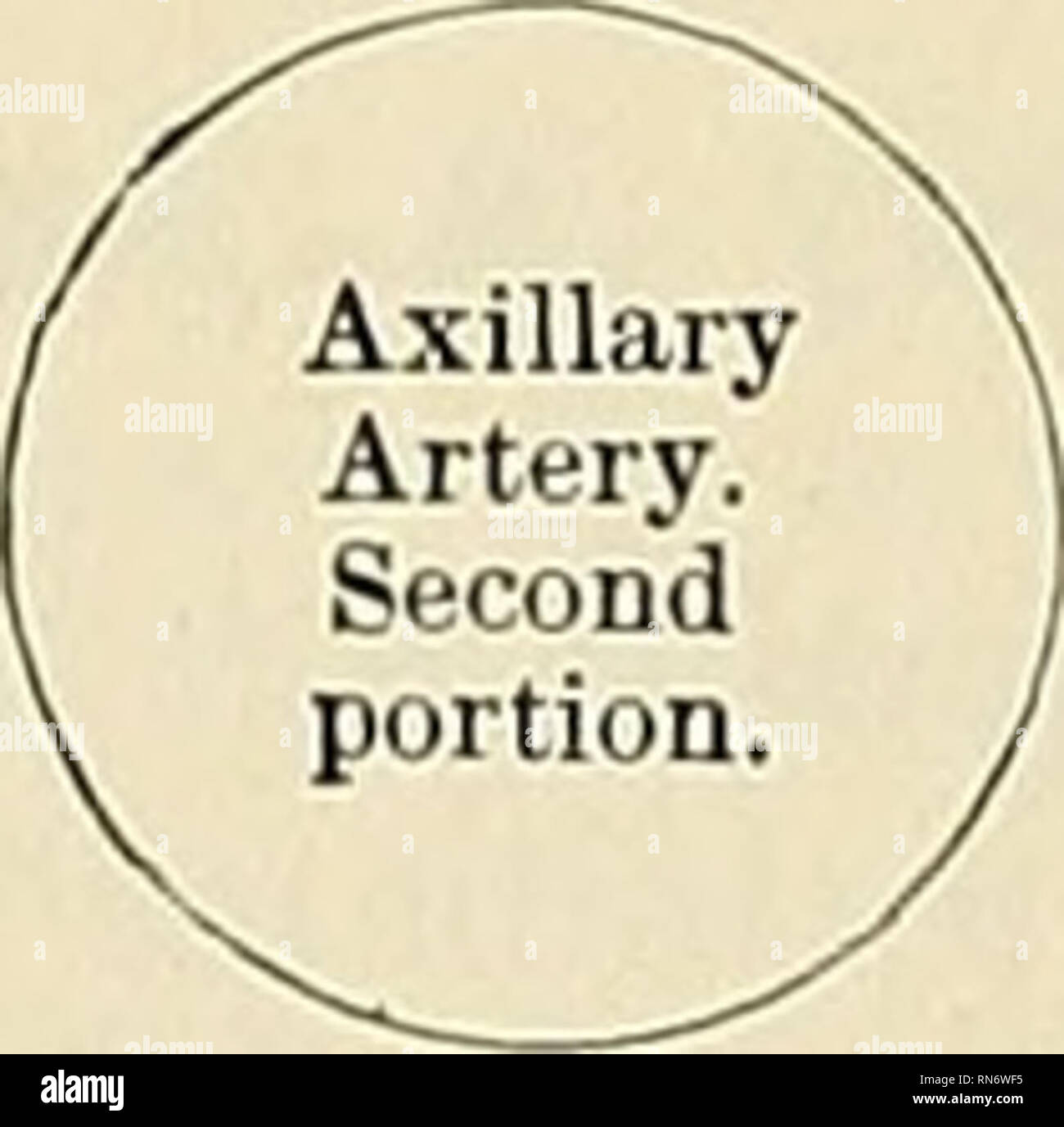 . Anatomy, descriptive and applied. Anatomy. Outer side.. Inner side ...