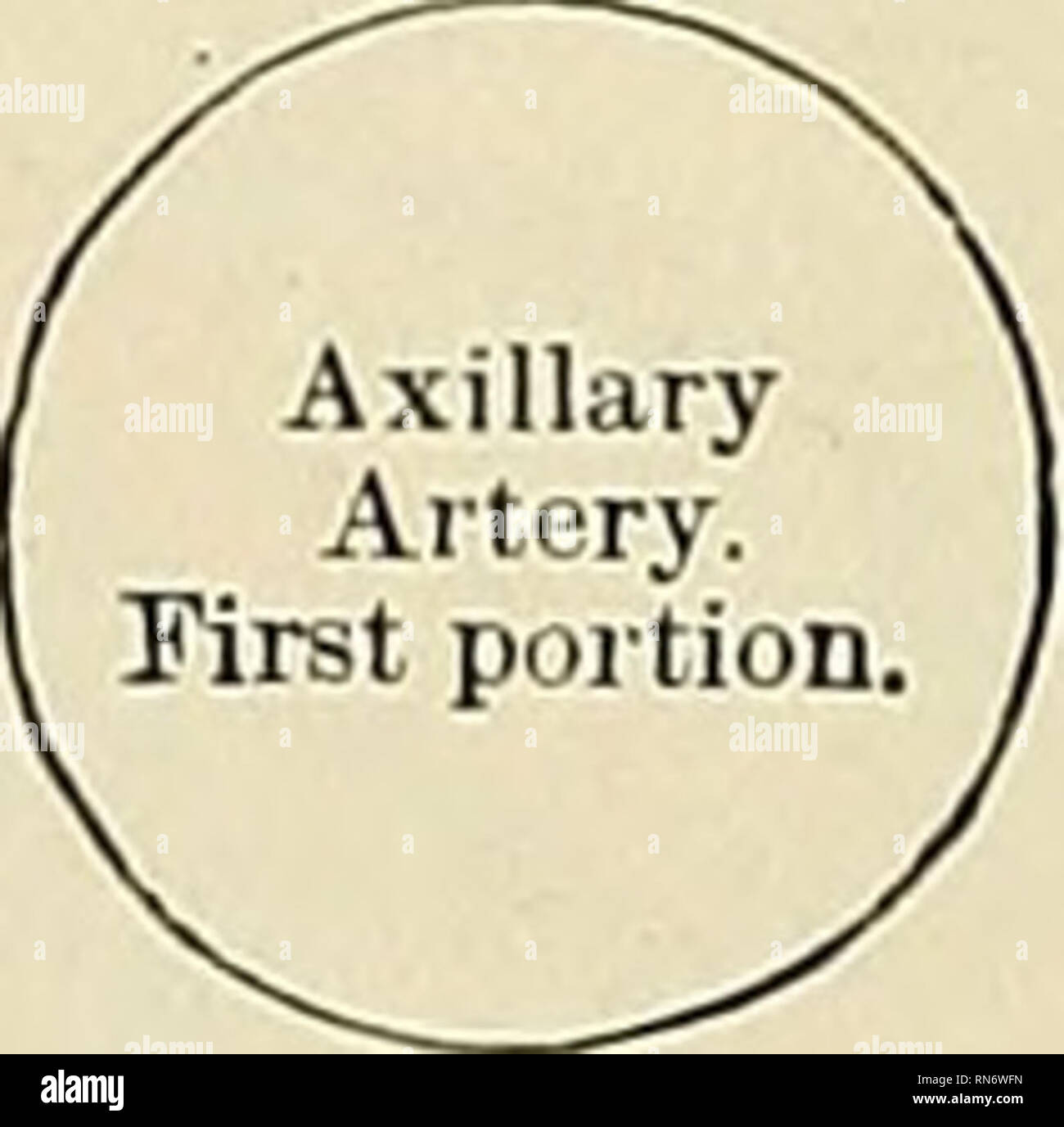 . Anatomy, descriptive and applied. Anatomy. 636 THE VASCULAR SYSTEMS ...