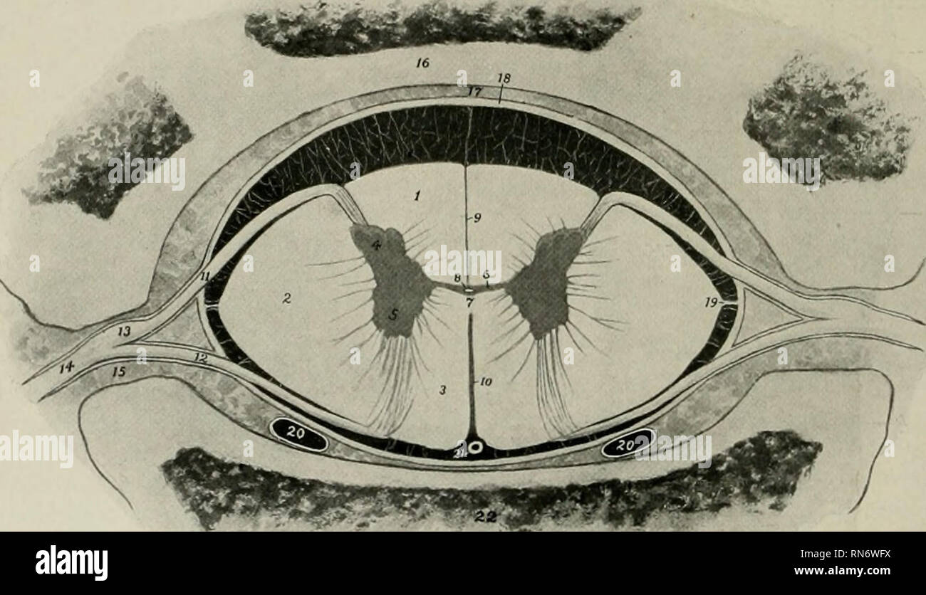 . The anatomy of the domestic animals. Veterinary anatomy. 766 NERVOUS ...