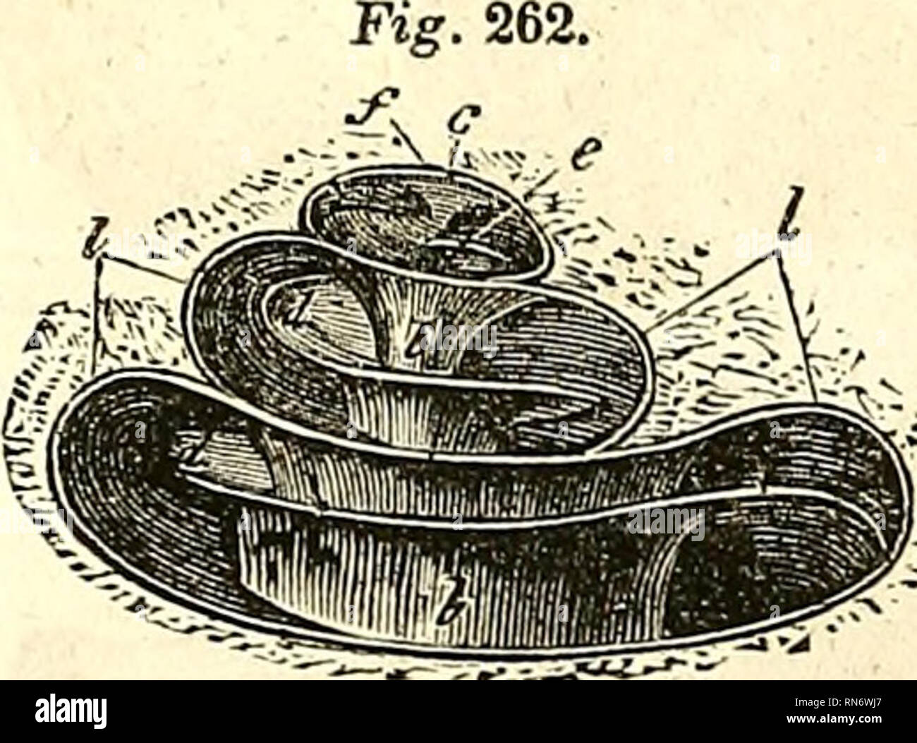 . The anatomy of the human body. Human anatomy; Anatomy. 678 NEUROLOGY ...