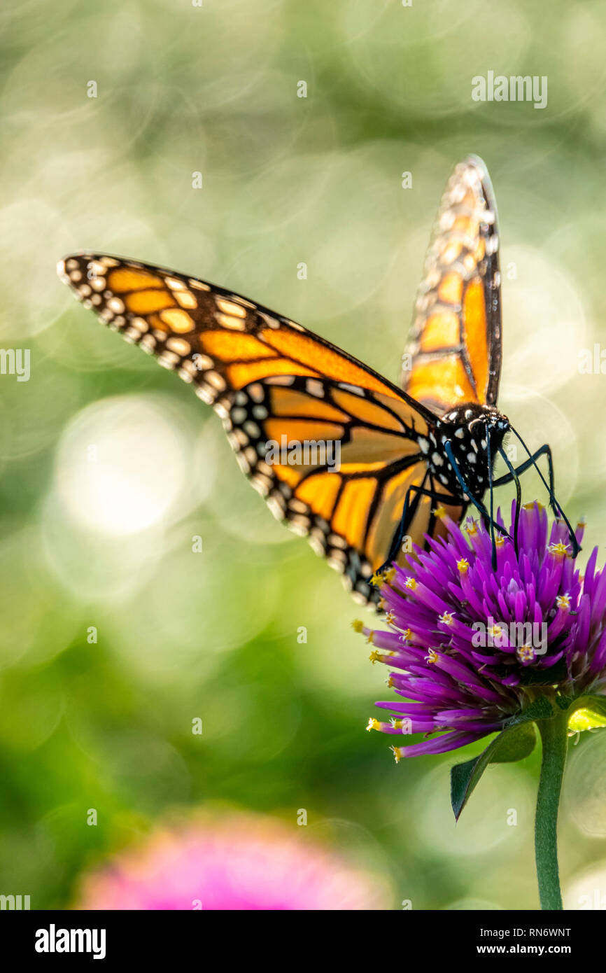 monarch butterfly or simply monarch, Danaus plexippus is milkweed ...