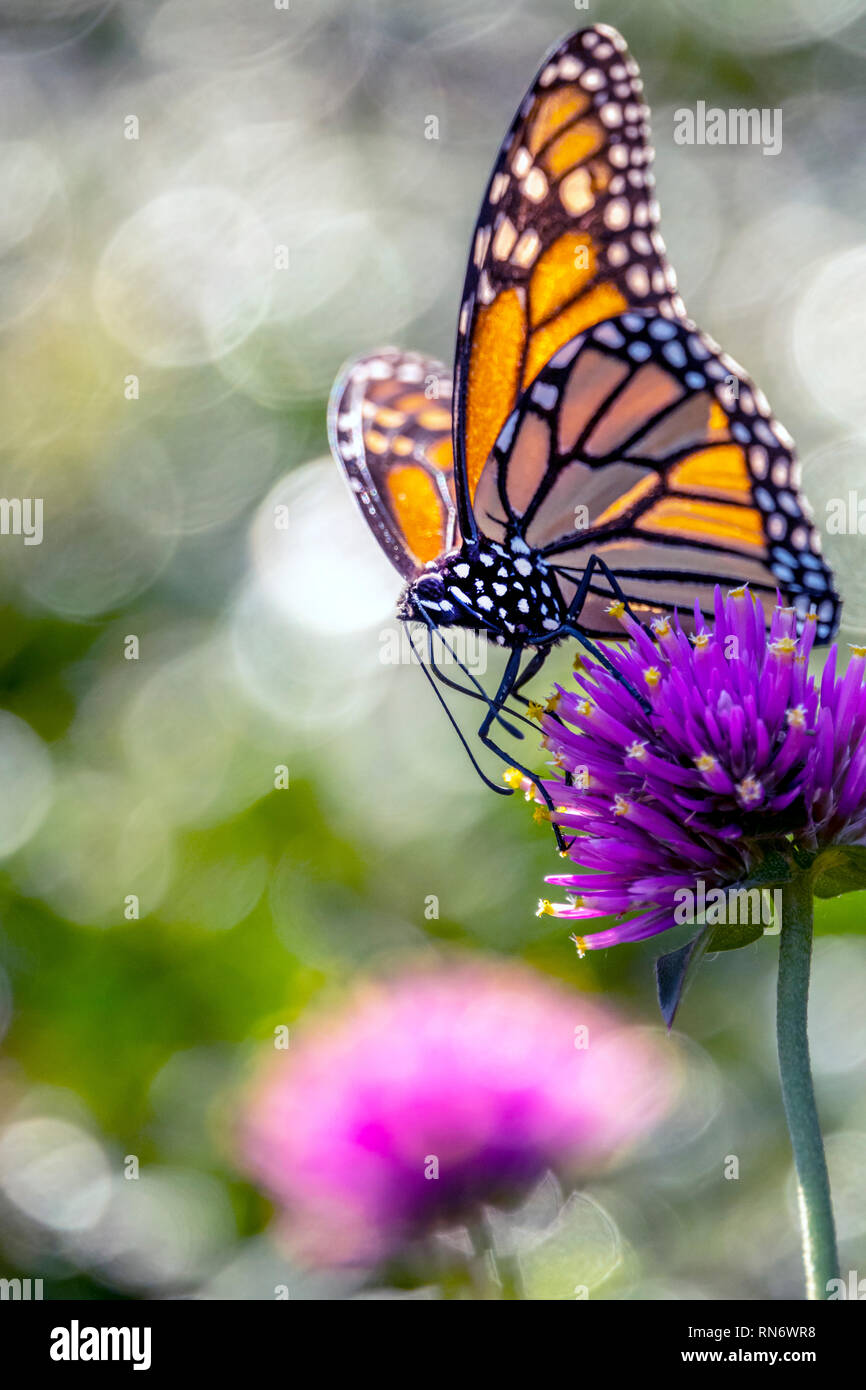 monarch butterfly or simply monarch, Danaus plexippus is milkweed ...
