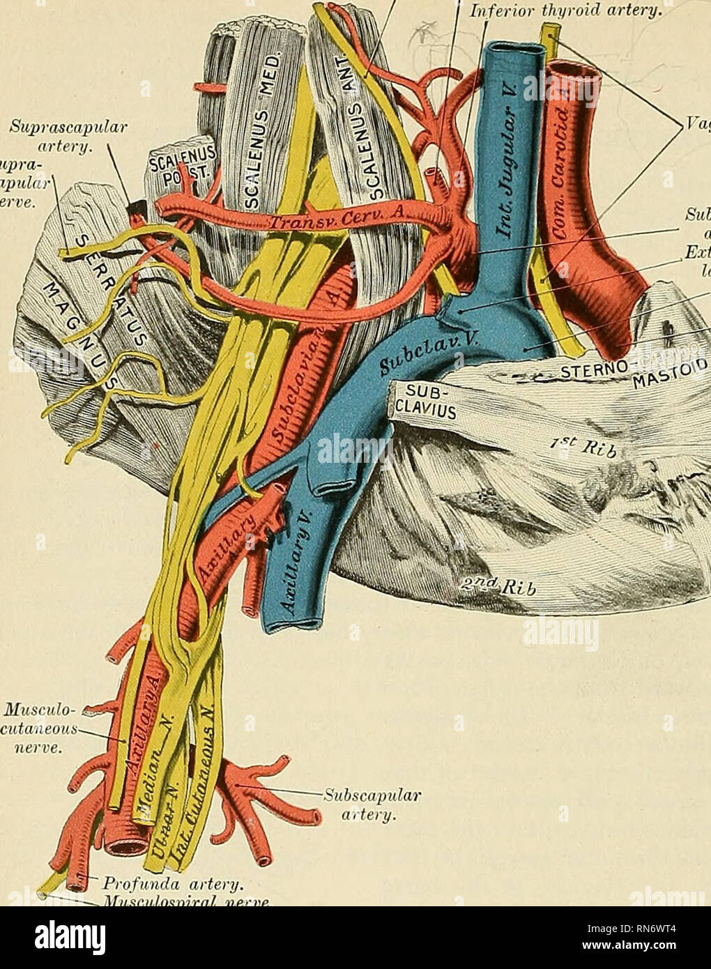 Anatomy Of Subclavian Artery