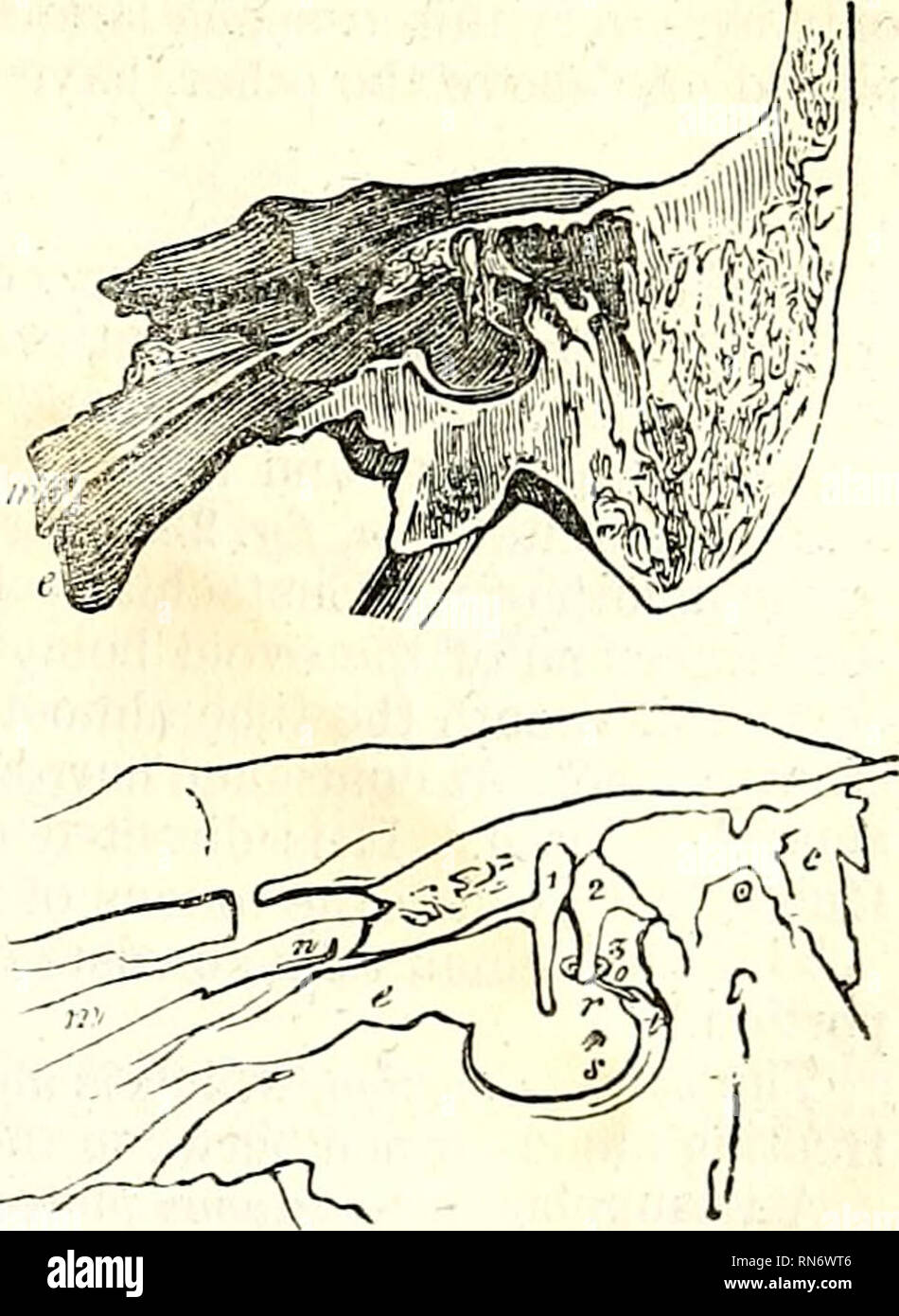 Fallopius hi-res stock photography and images - Alamy