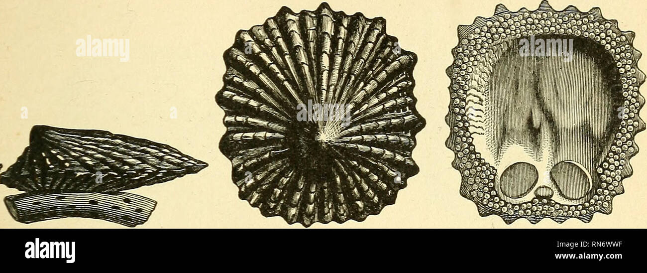 . The ancient life-history of the earth; a comprehensive outline of the ...