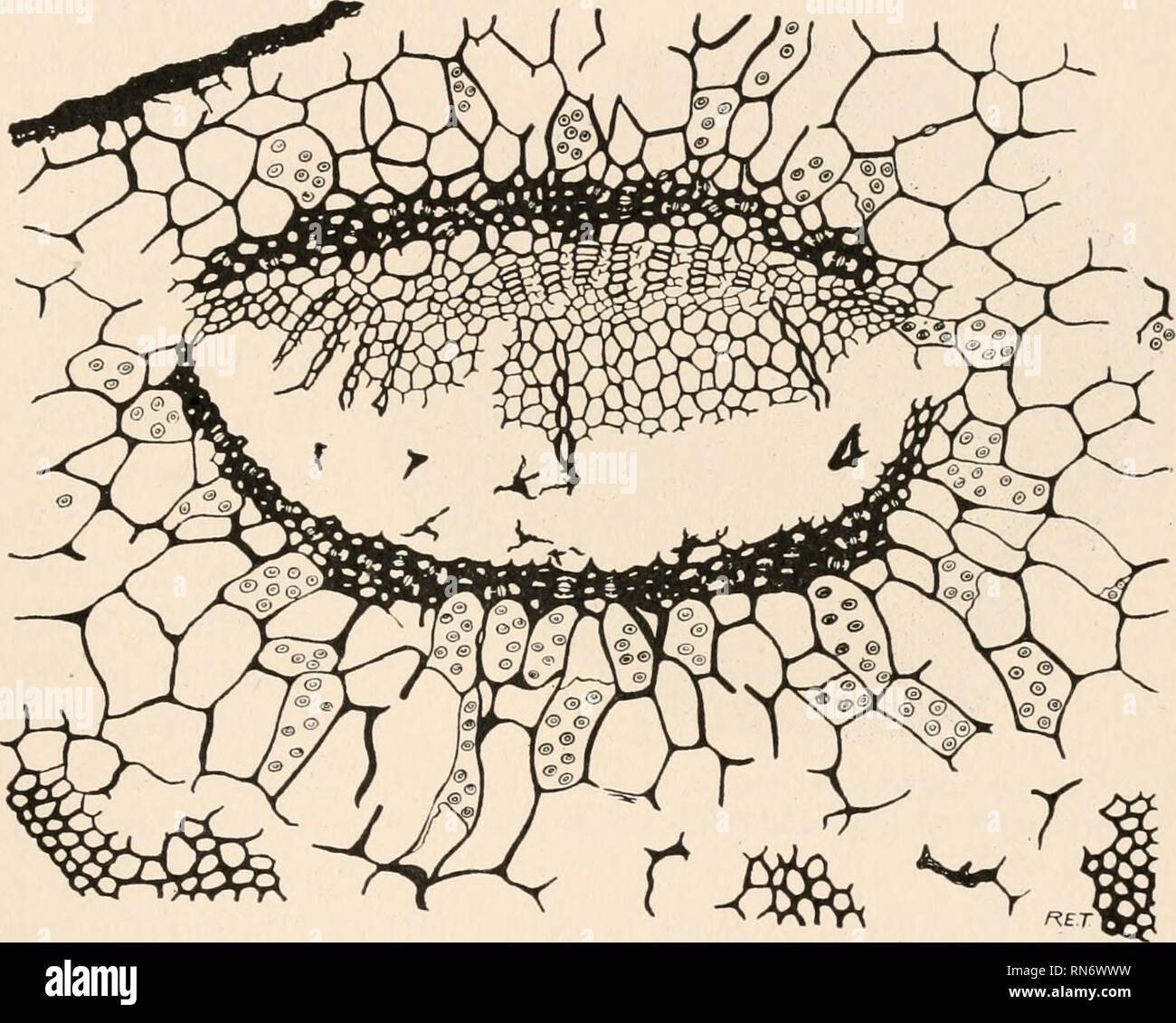 . The anatomy of woody plants. Botany -- Anatomy. CONIFERALES 333 ...