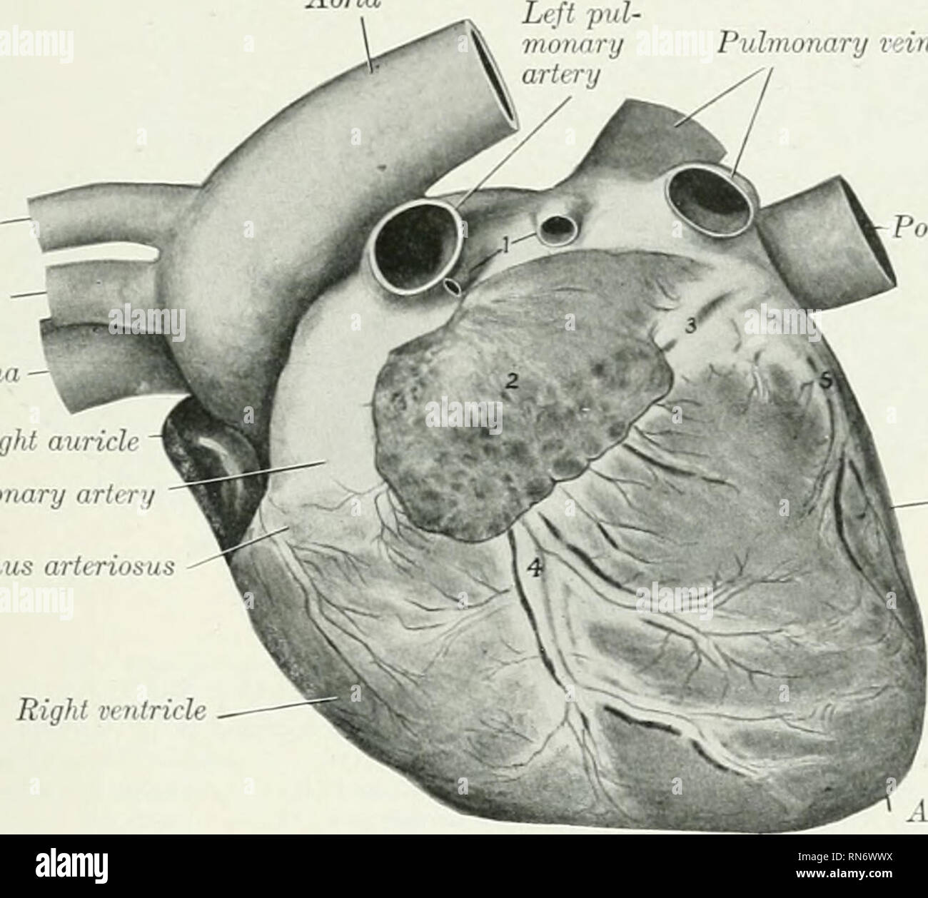 Deer Heart Anatomy