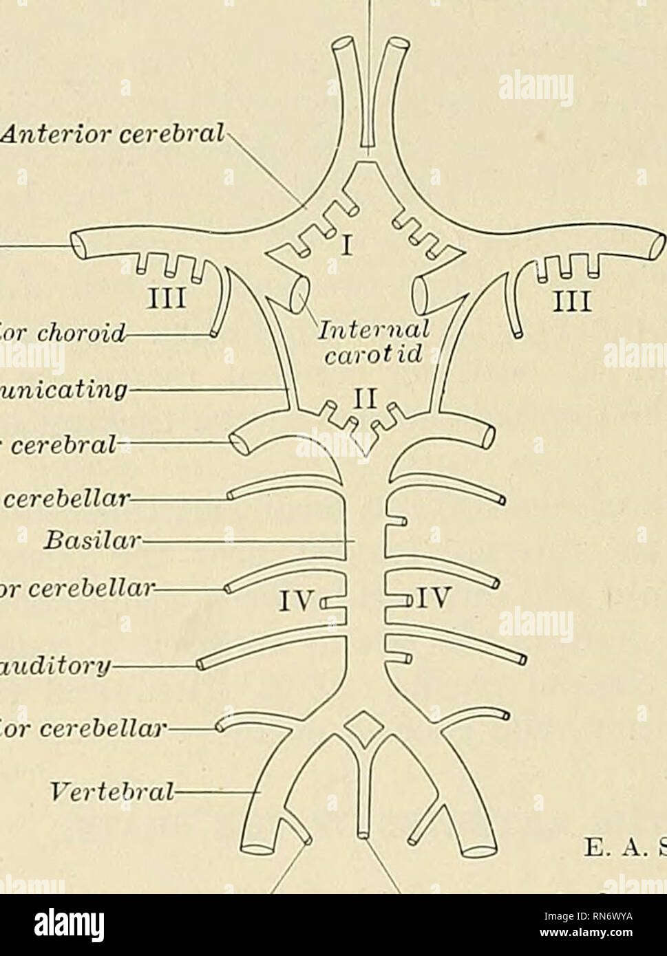 Cerebrals hi-res stock photography and images - Alamy