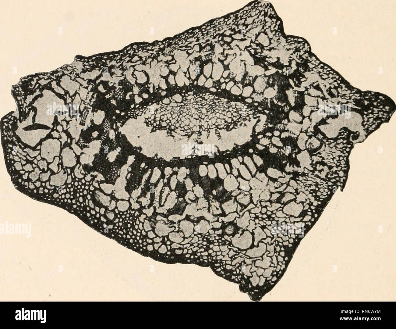 Strongly Pitted High Resolution Stock Photography and Images - Alamy