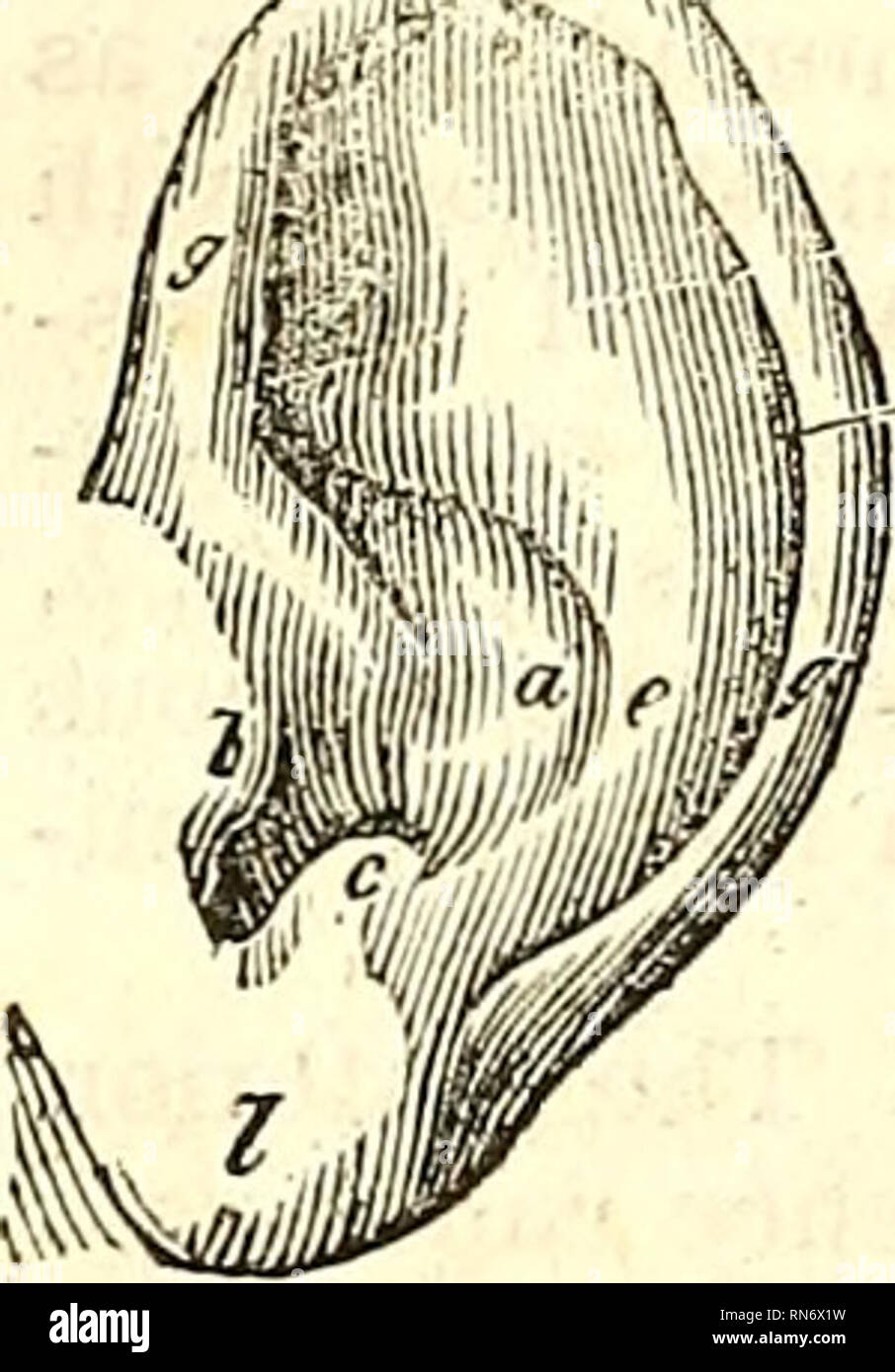 Human Ear Drawing Front