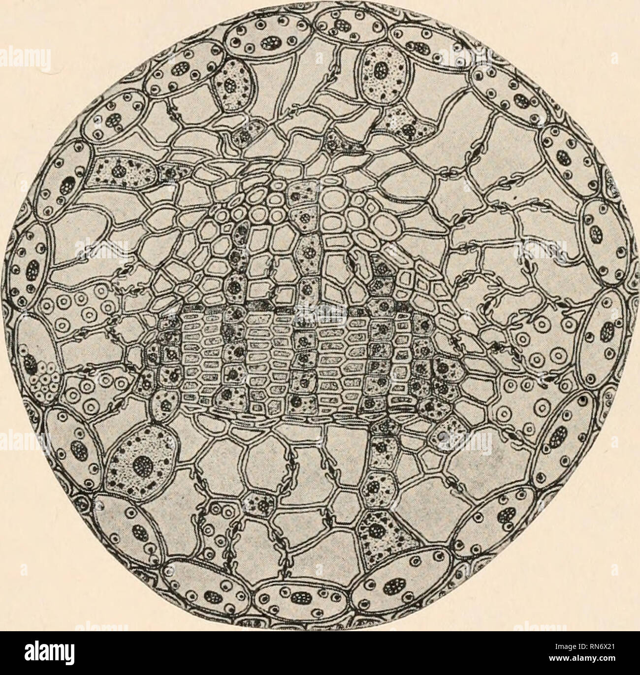 . The anatomy of woody plants. Botany -- Anatomy. CONIFERALES 331 of ...