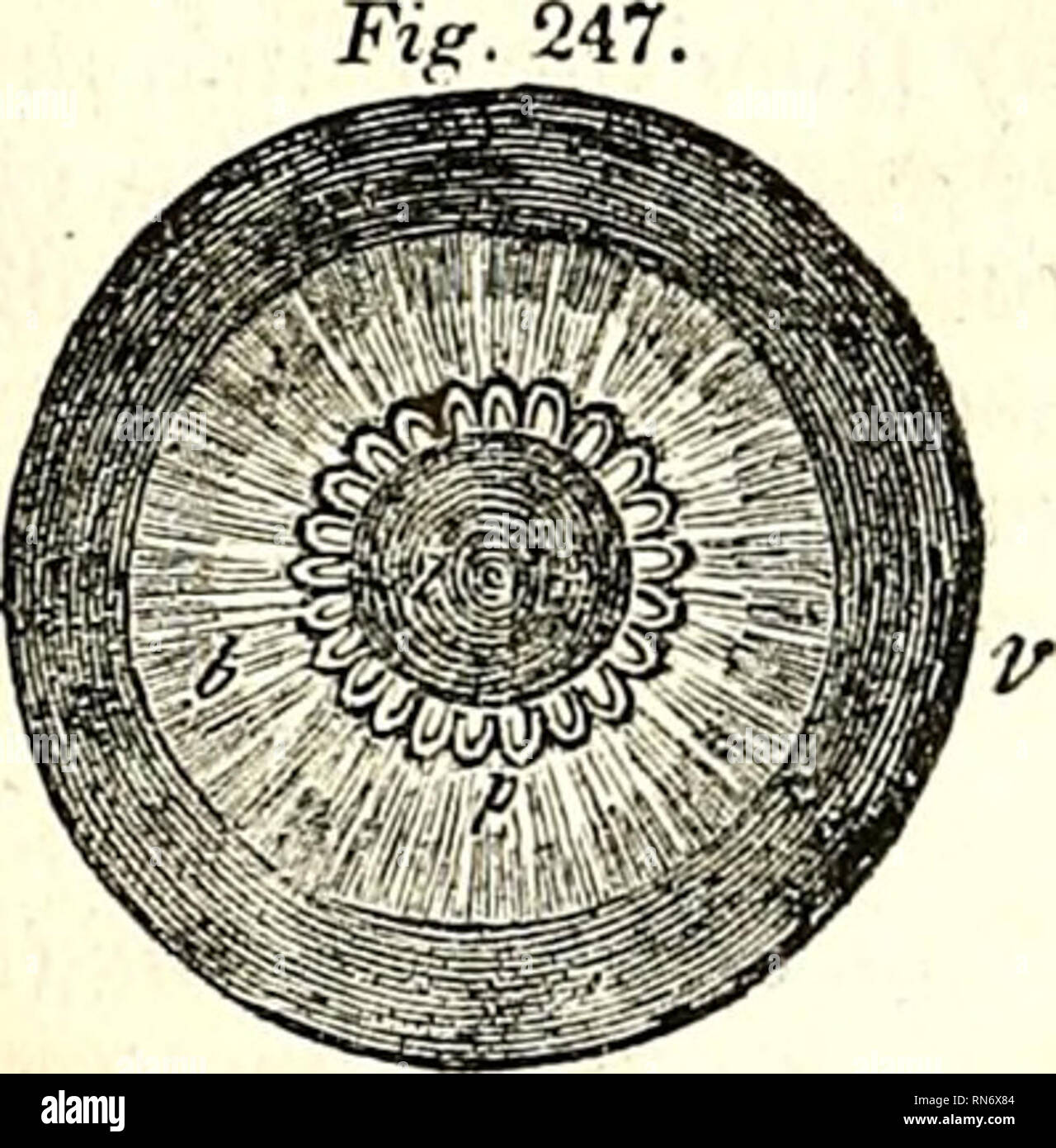 Scem hi-res stock photography and images - Alamy