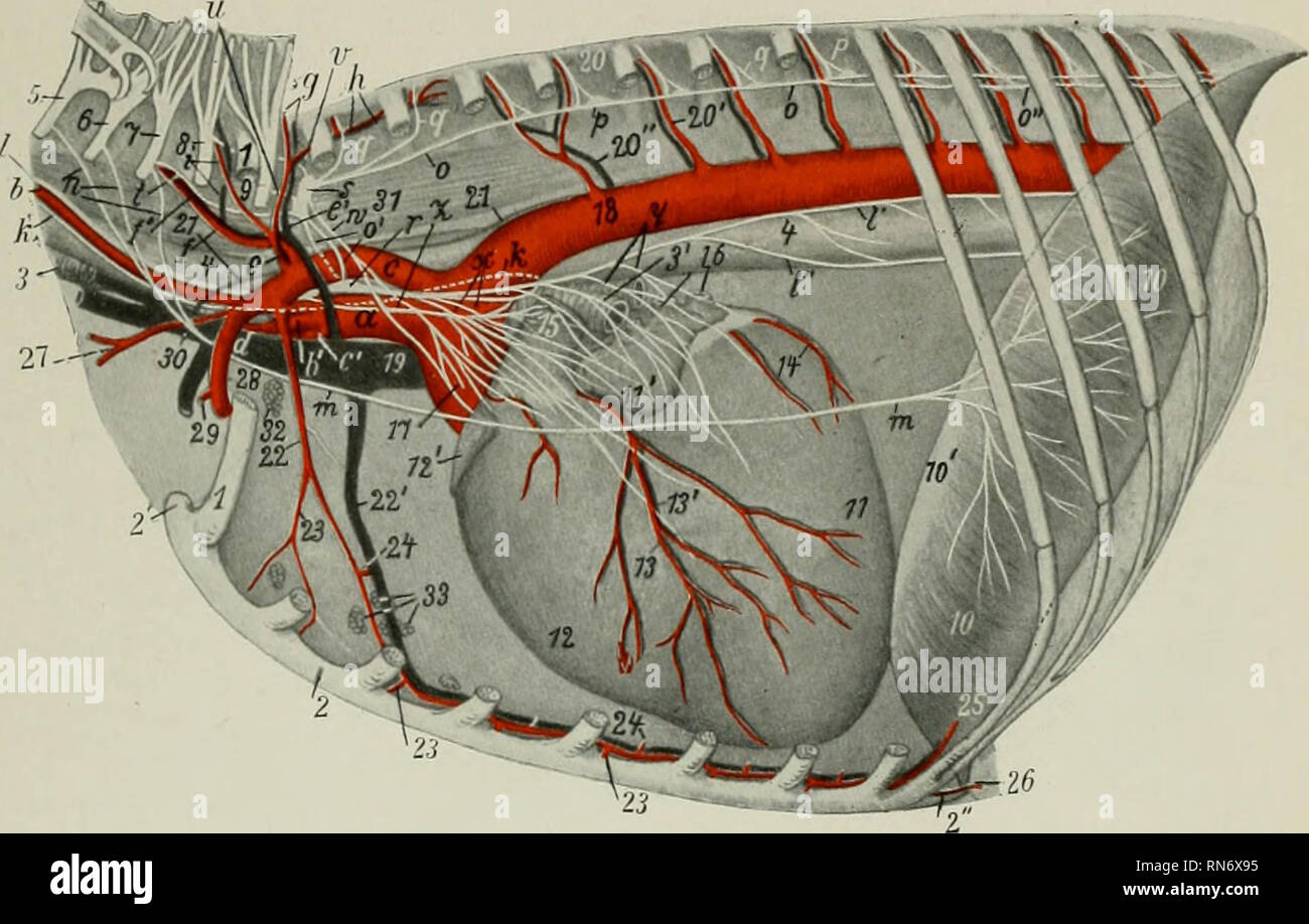 Intercostal arteries hi-res stock photography and images - Alamy