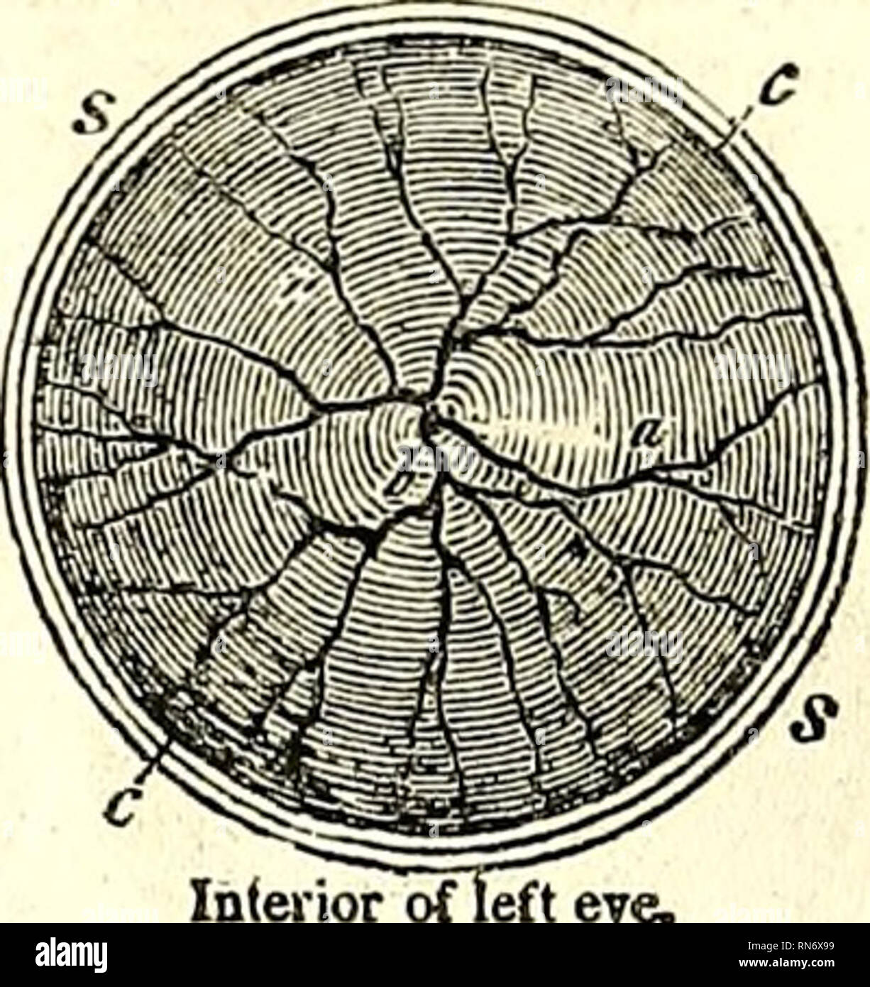 Scem hi-res stock photography and images - Alamy