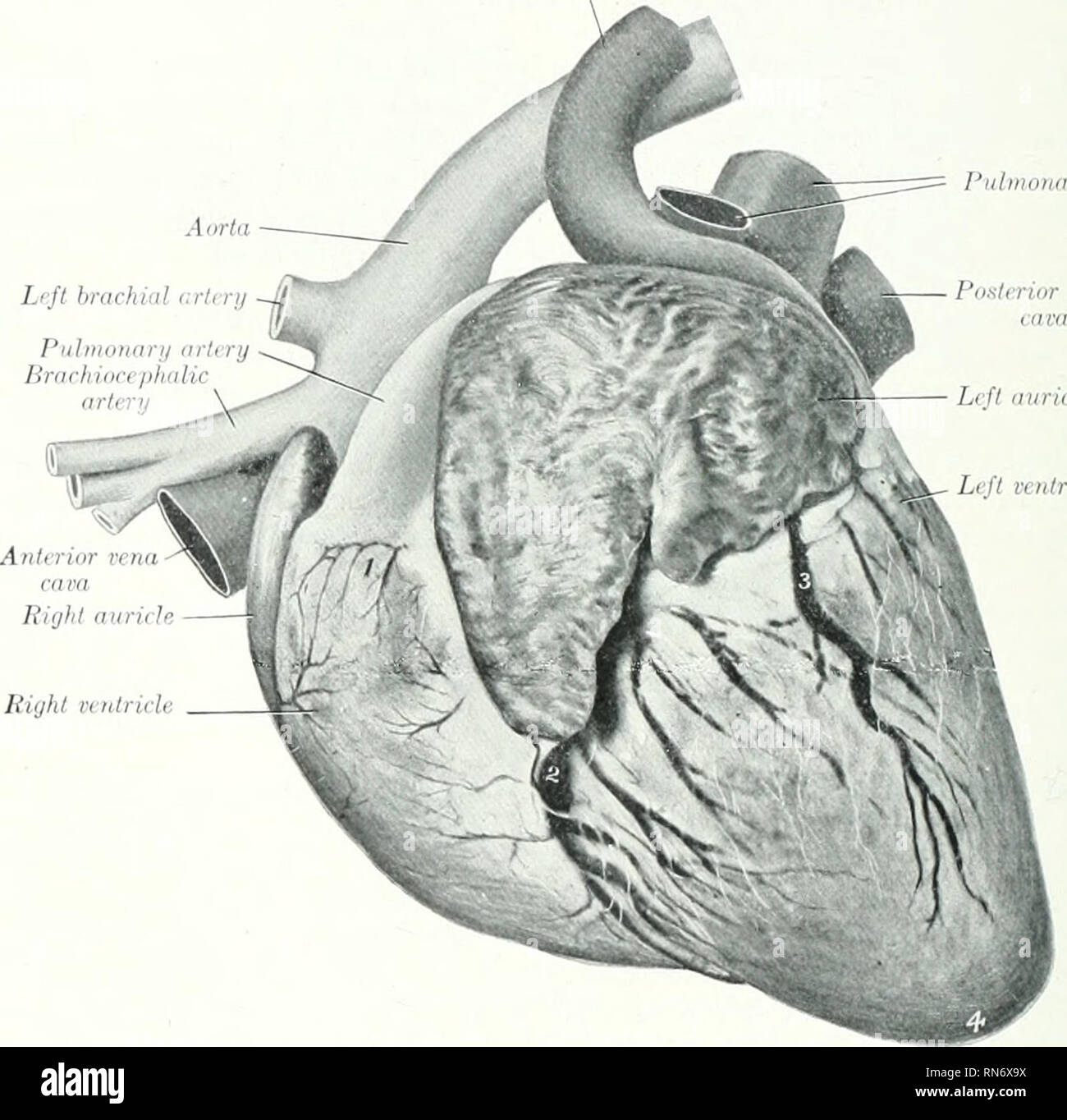 Pig kidney anatomy hi-res stock photography and images - Alamy