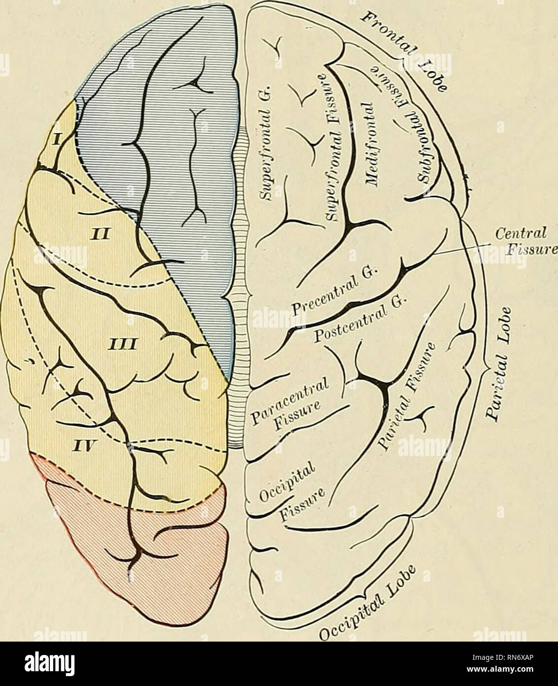 . Anatomy, descriptive and applied. Anatomy. 612 THE VASCULAR SYSTEMS ...