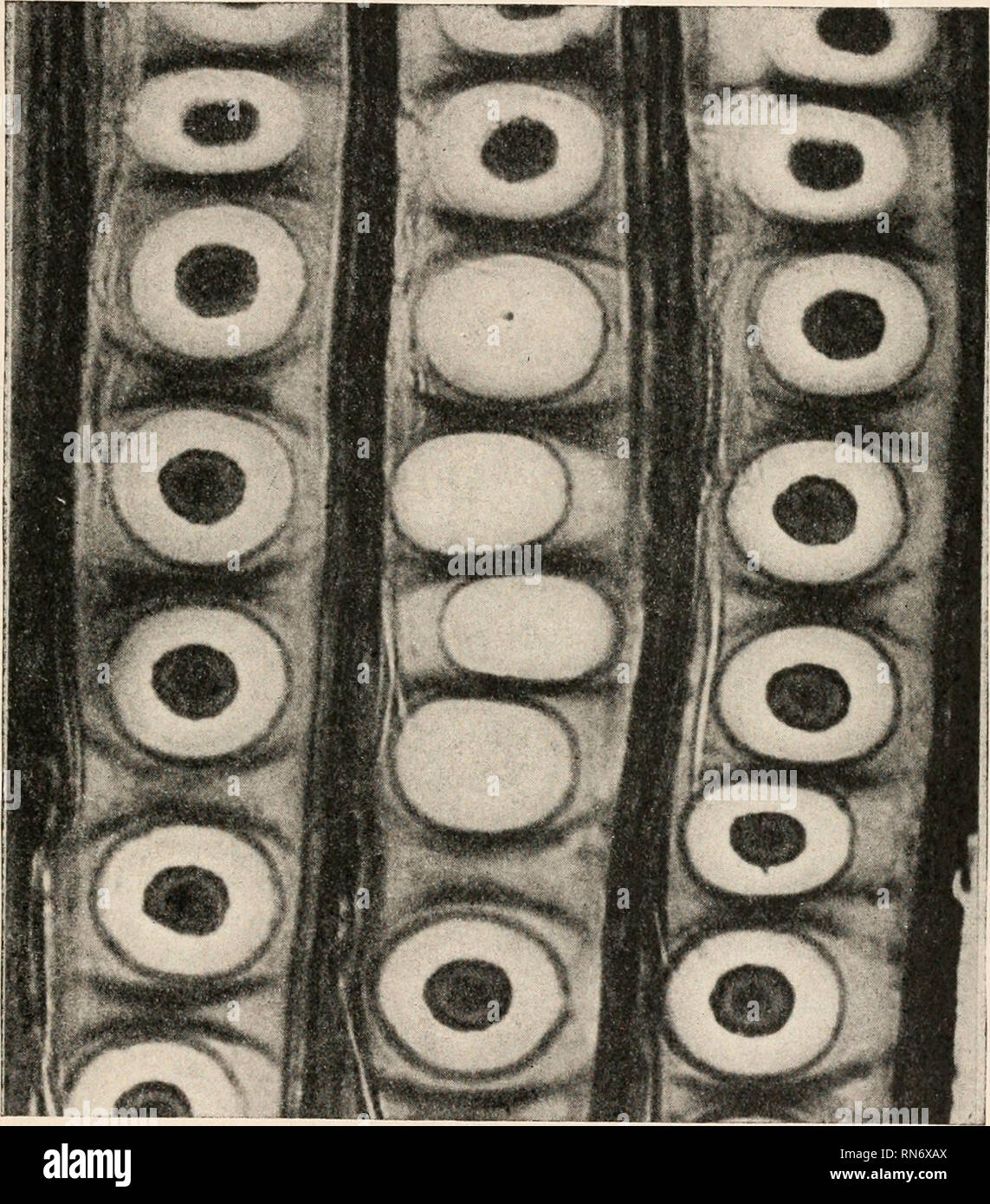 . The anatomy of woody plants. Botany -- Anatomy. CONIFERALES 327 ...