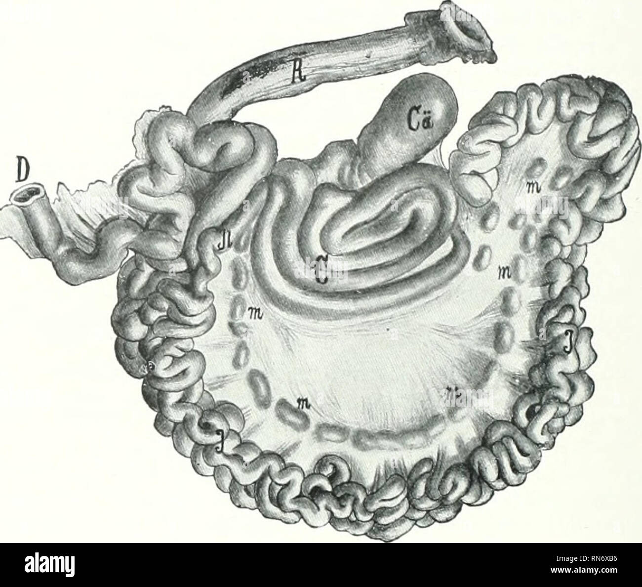 Ox Stock Photos & Ox Stock Images - Page 30 - Alamy