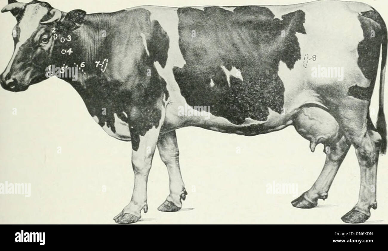 Ox lips hi-res stock photography and images - Alamy