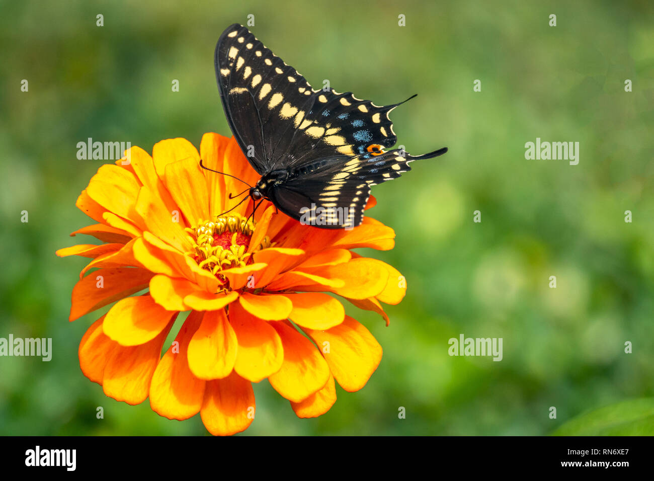 Green clouded butterfly hi-res stock photography and images - Alamy