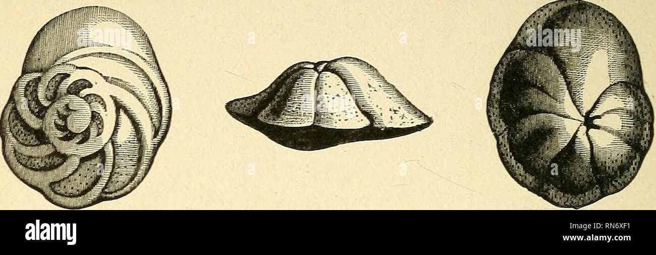 Foraminifera Sand High Resolution Stock Photography and Images - Alamy