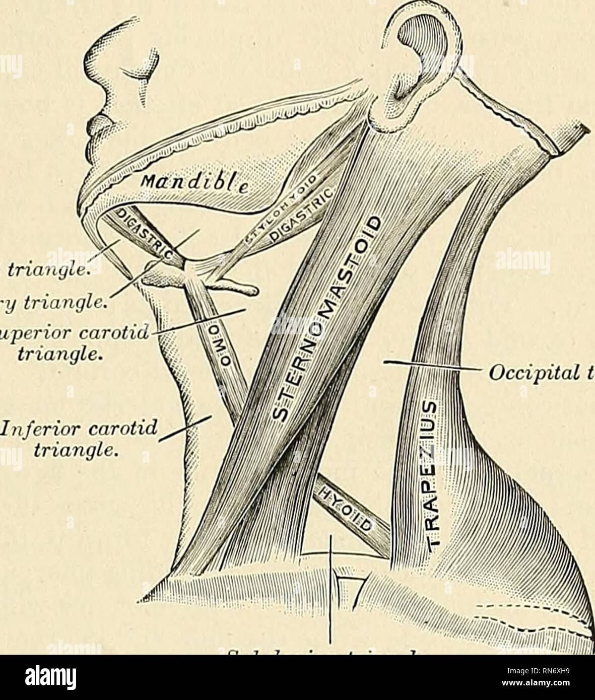 Anterior neck triangles hi-res stock photography and images - Alamy