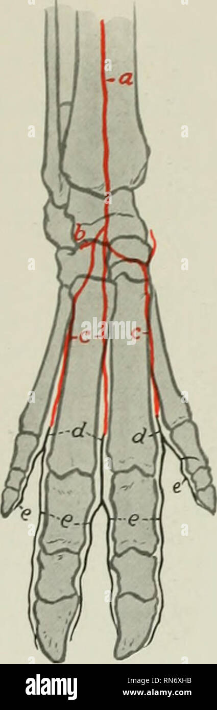 . The anatomy of the domestic animals. Veterinary anatomy. THE ARTERIES ...