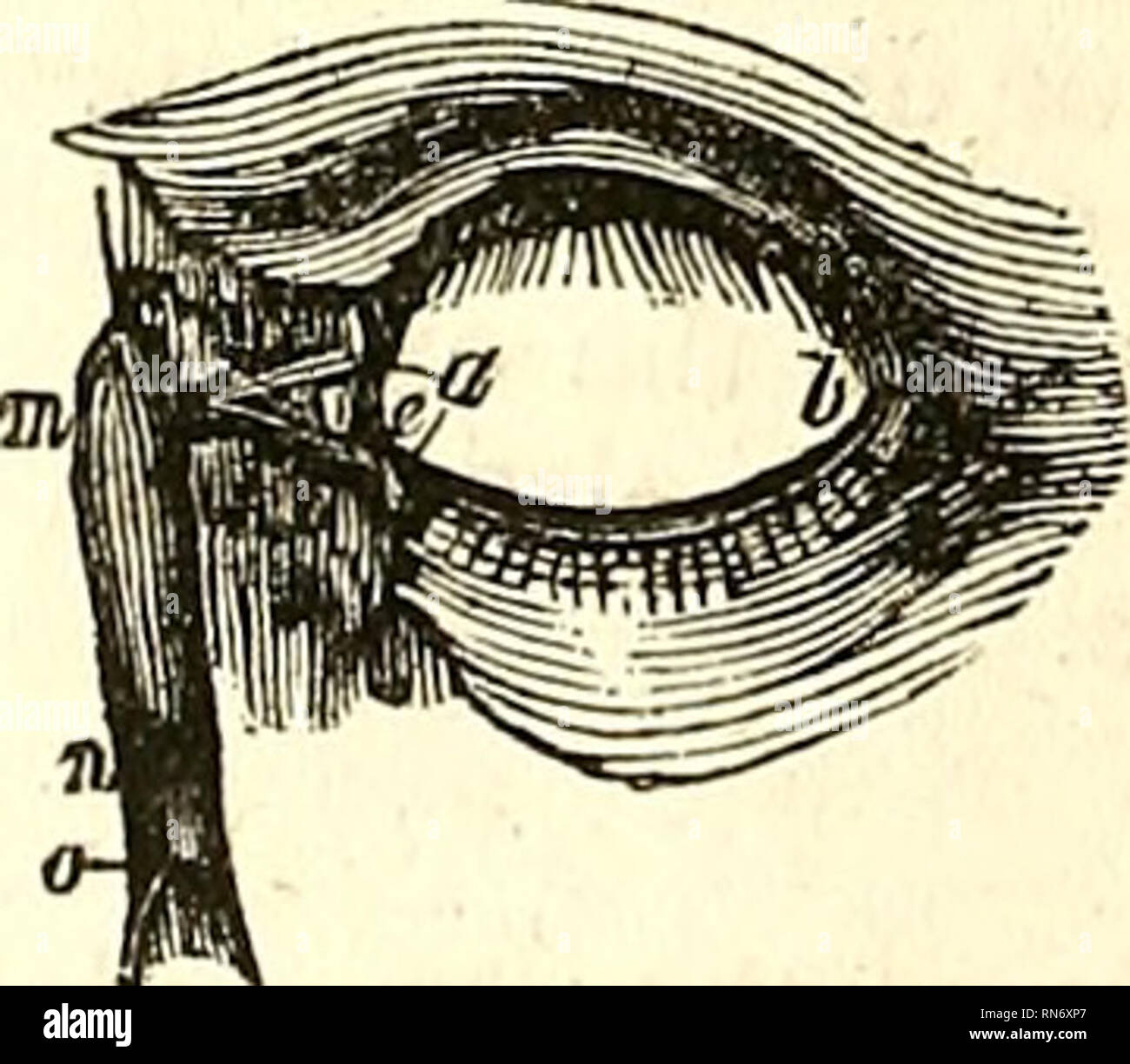 . The anatomy of the human body. Human anatomy; Anatomy. 652 NEUROLOGY ...