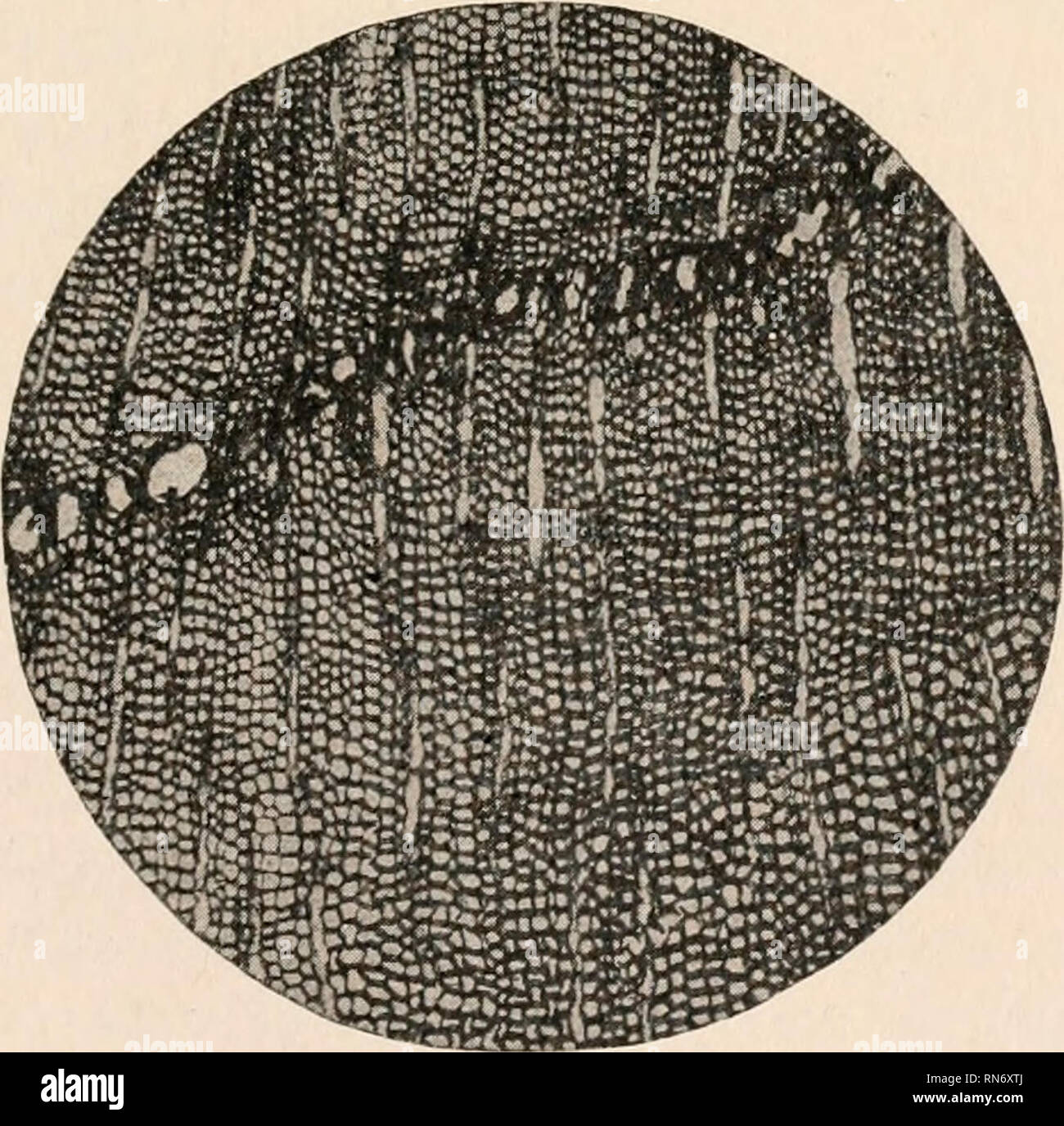 . The anatomy of woody plants. Botany -- Anatomy. matic resin canals ...